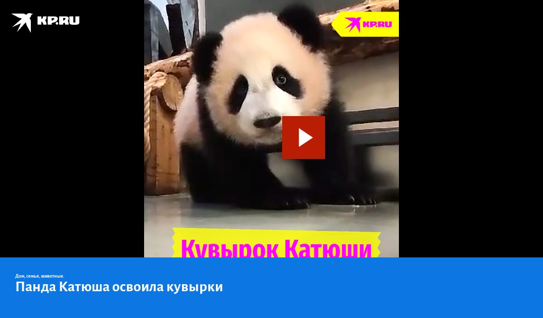 Панда Катюша освоила кувырки - KP.RU